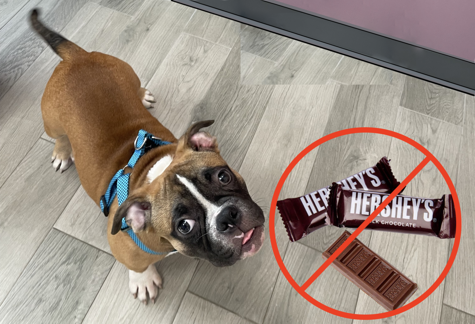NJVH | Chocolate Toxicity In Pets